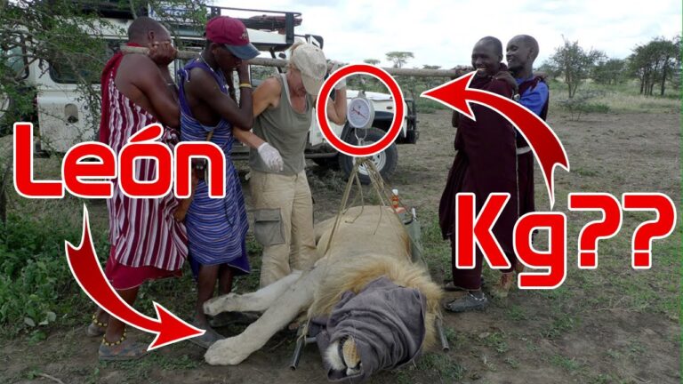 ¿Cuánto Mide un León de Alto? Descubre las Dimensiones de Este ...